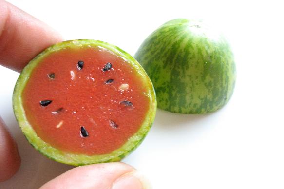 FEATURED PHOTO: THE TINY WATERMELON - What About Watermelon?