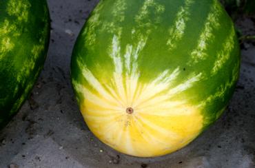 SECOND SLICE: HOW TO CHOOSE THE “BEST” WATERMELON - What About Watermelon?