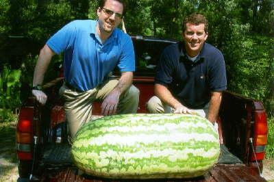 SECOND SLICE: HOW TO GROW THE WORLD’S LARGEST WATERMELON - What About ...