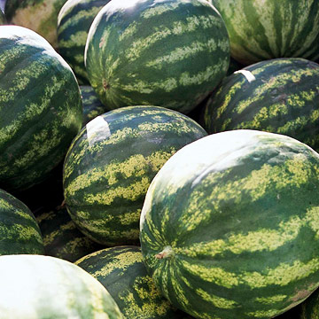 BEHIND THE WATERMELON: THE ICE BOX - What About Watermelon?