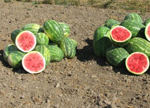 Watermelon World Records - What About Watermelon?