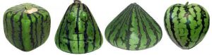 Cube Watermelon - One of the Most Expensive Fruits in the World - What ...